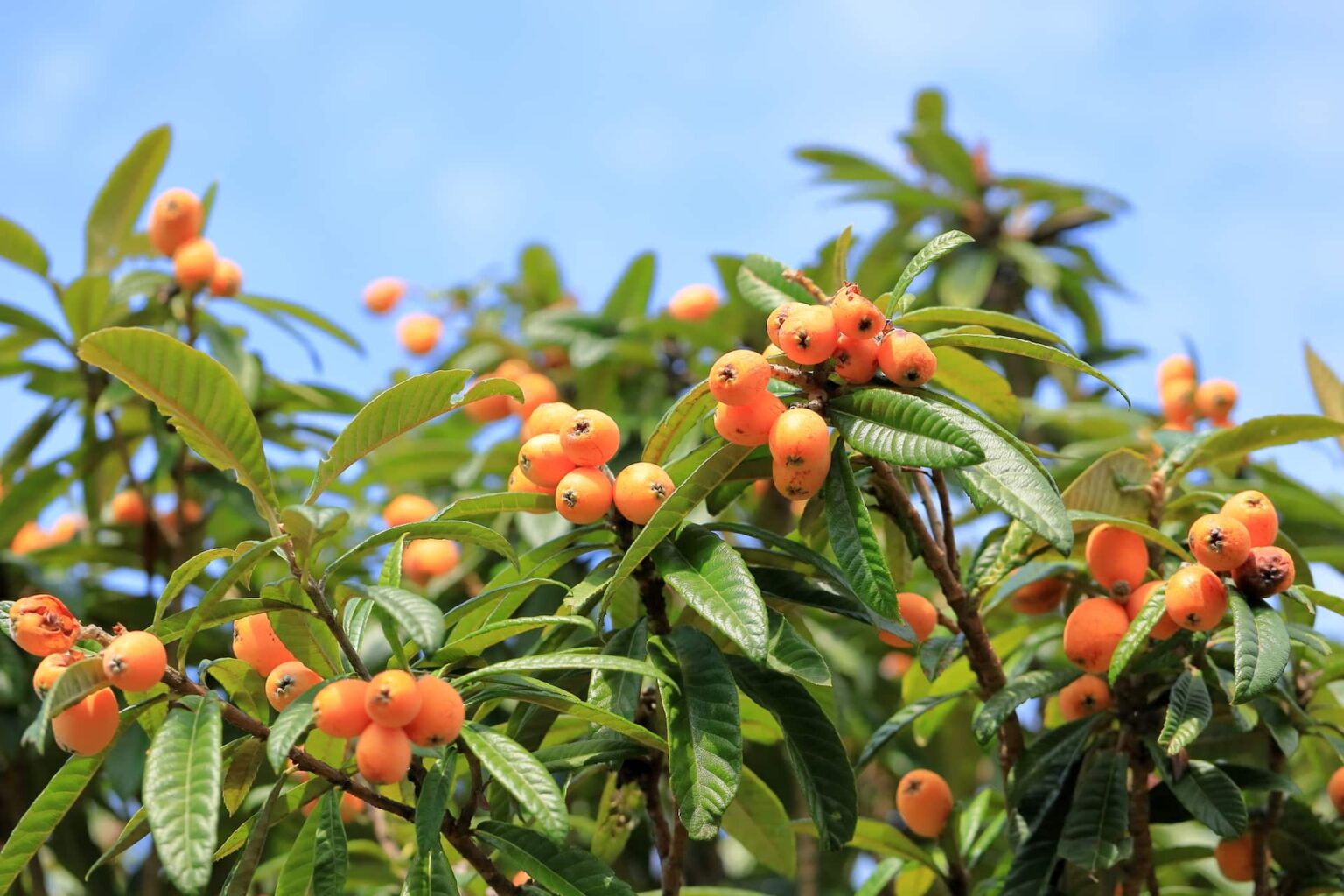 サジーに秘められている効果がすごい！健康に役立つ5つの効果を紹介｜HAPPINESS! magazine(ハピネスマガジン)